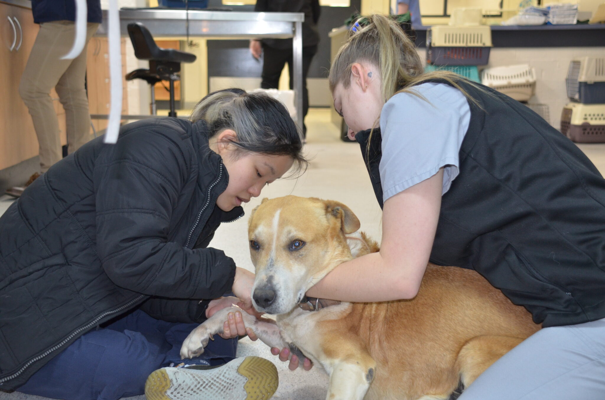 The SVC Story - Sustainable Veterinary Careers